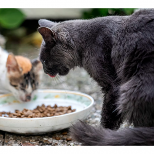 Friskies vs. Fancy Feast vs. Meow Mix vs. 9Lives: Which Cat Food is the ...